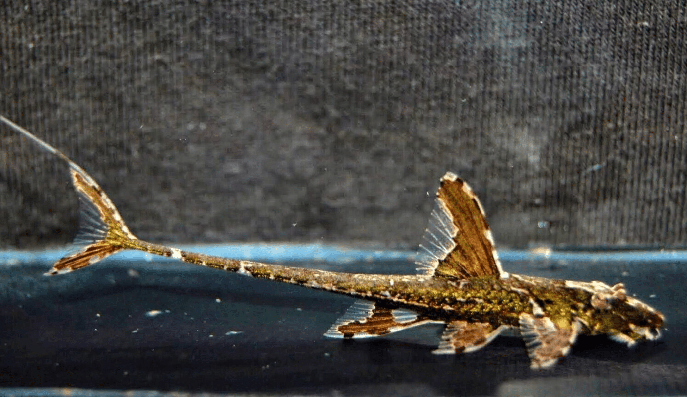 WHIPTAIL CATFISH 5-7CM PLECO LIVE TROPICAL FISH TANK ALGAE EATER, Ideal ...