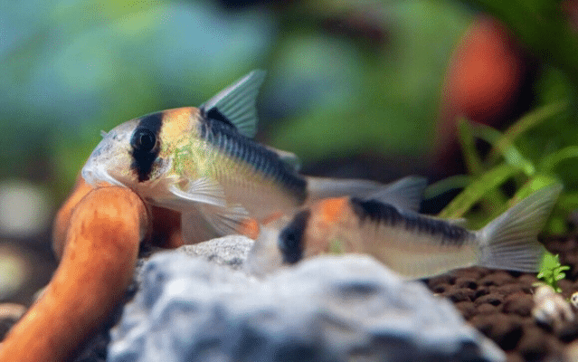 Adolfo'S Cory Corydoras Adolfoi Hardy Aquaruom Planted Catfish Gravel ...