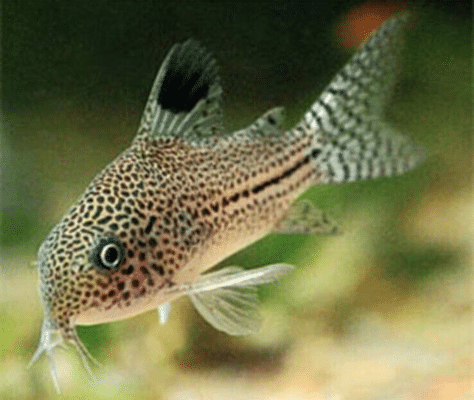 Corydoras julii – Julii Cory Catfish - AquaTropics