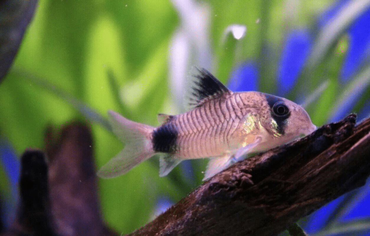 PANDA CORY TROPICAL FISH CORYDORAS CATFISH AQUARIUM CLEANING CREW ...