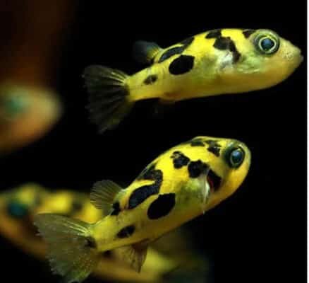 Tetraodon travancoricus dearf puffer fish, Discover the Best Dwarf ...