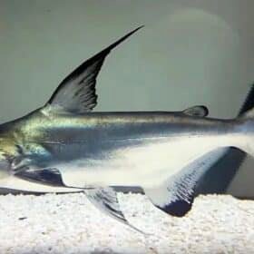 Shop Tropical Fish & Aquarium Supplies | AquaTropics