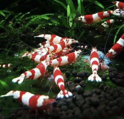 Crystal Red Shrimp – Caridina Cantonensis – Red Bee – Aquatic ...