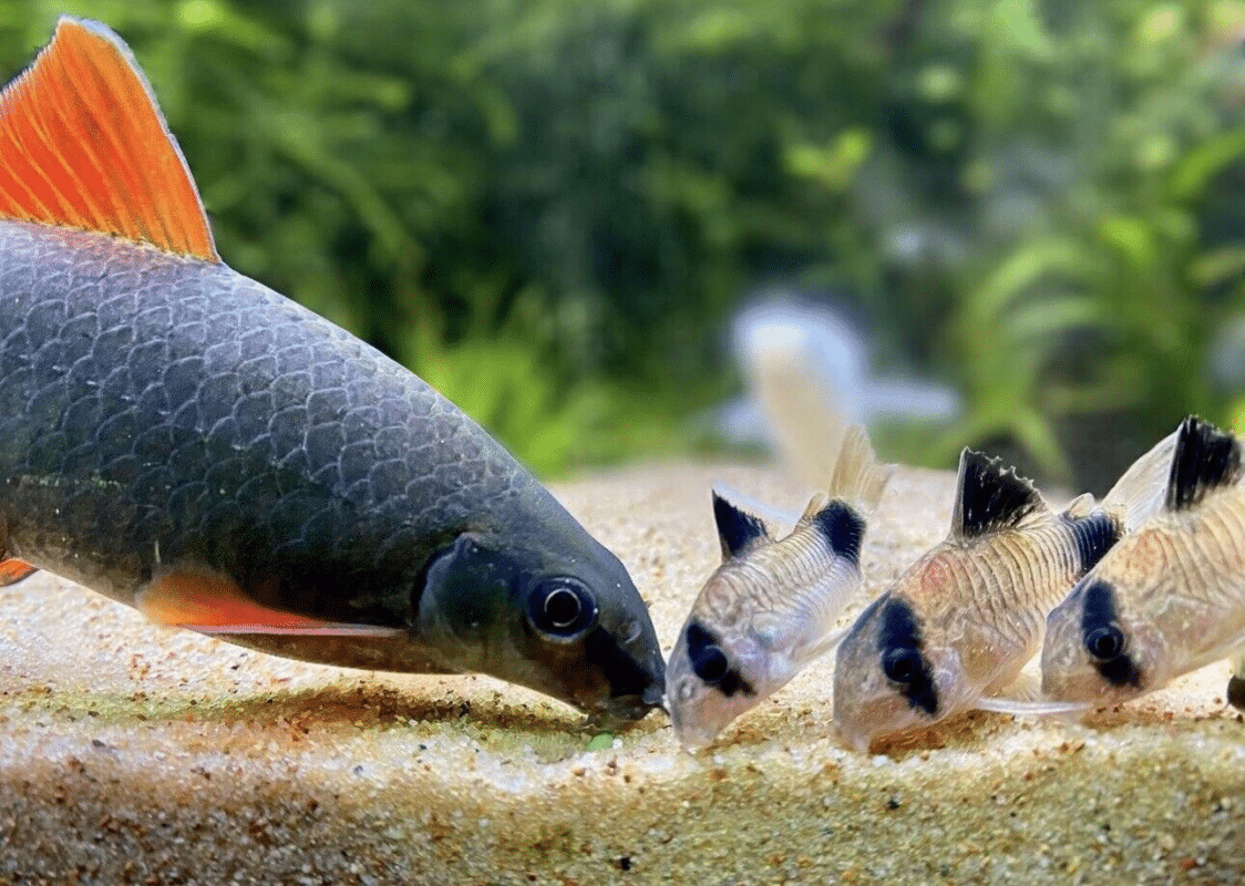 Panda Cory – Corydoras panda | Buy Online | Aquatropics