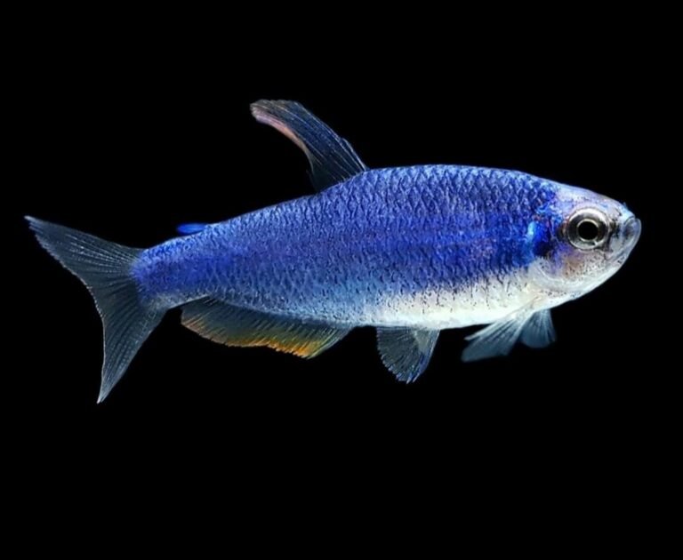 6 x Super Blue Emperor Tetra: A Regal Jewel of the Aquarium Scientific ...
