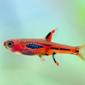 Shop Tropical Fish & Aquarium Supplies | AquaTropics