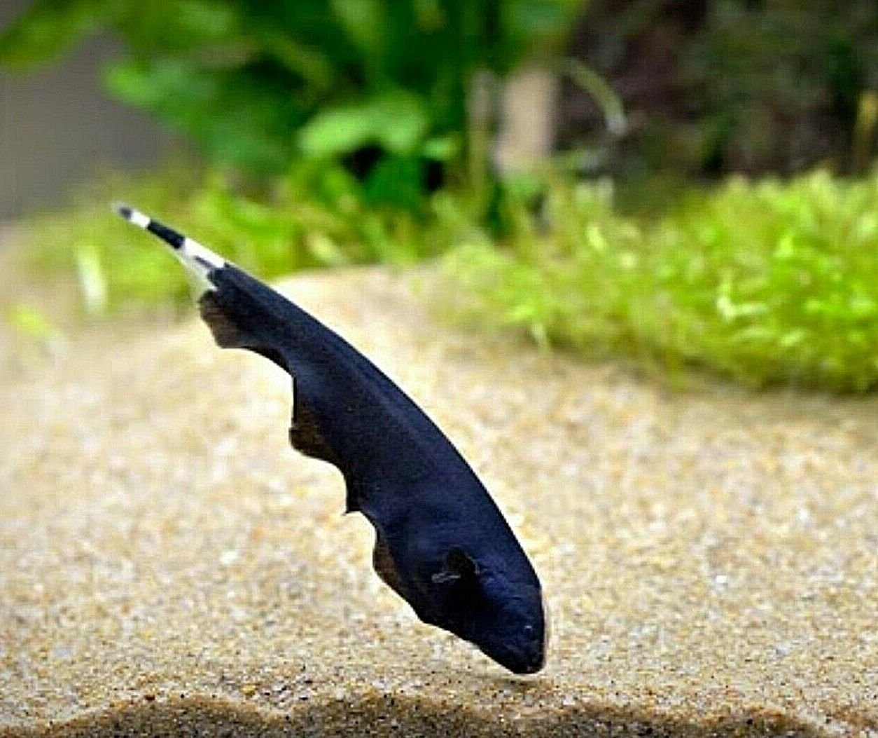 Knifefish - AquaTropics