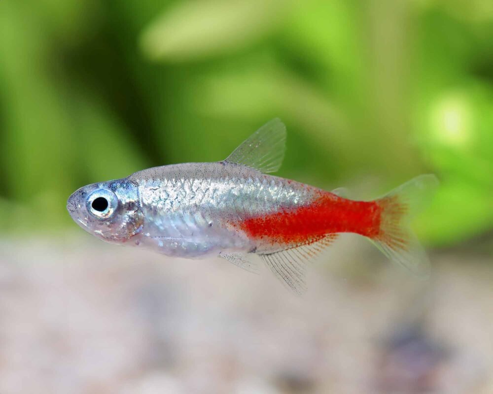 Enhance Your Aquarium with 6 X Paracheirodon / innesi diamant Neon ...
