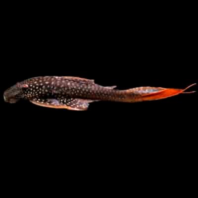 L178 Lasiancistrus sp. – Red Eye Pleco | Exotic Freshwater Pleco for ...