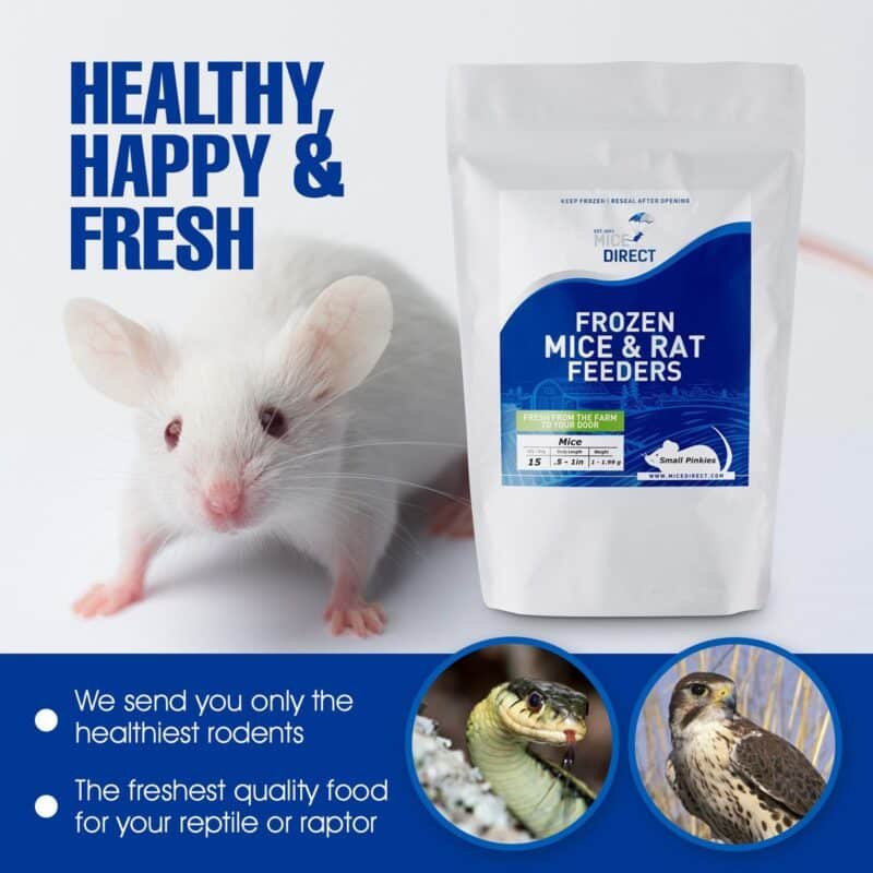 Frozen Mouse Large | Buy Online | Aquatropics