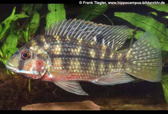 Redbreast Tilapia – Coptodon rendalli | Buy Online | Aquatropics